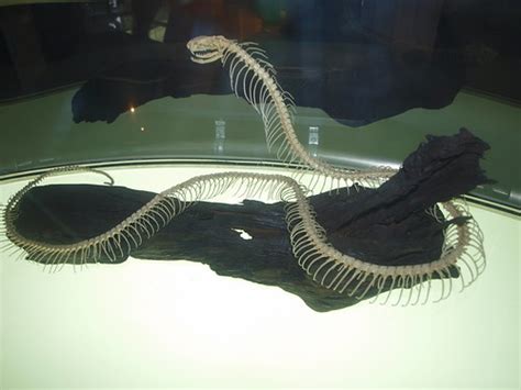 Python Skeleton We Did This