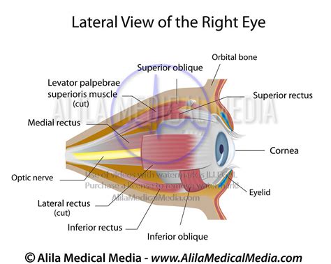 Alila Medical Media Anatomy Of The Eye Orbit Labeled Medical