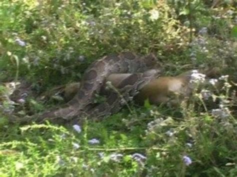 Python Tried To Swallow The Monkey Amar Ujala Hindi News Live बंदर