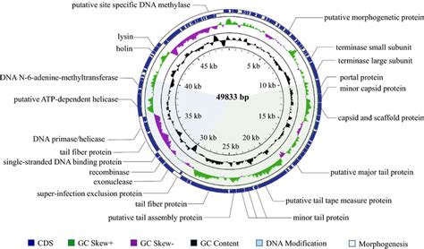 Genome Annotation Of Phage Phi2013 The Genome Annotation Was