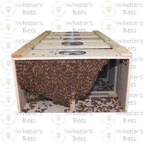 3 Lb Package Wheelers Bees