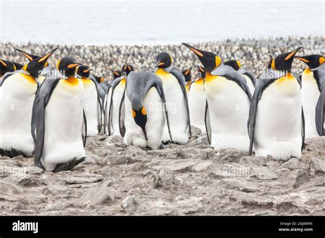 King Penguins At St Andrews Bay Kind Penguin Colony South Georgia