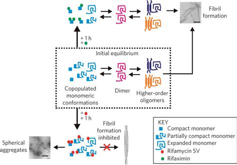 Model Of The Inhibition Of β2m Aggregation By Rifamycin Sv At Ph Download Scientific Diagram