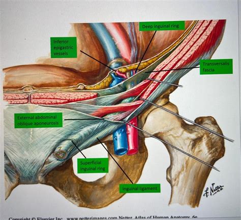 Superficial Inguinal Ring Superficial Inguinal Ring