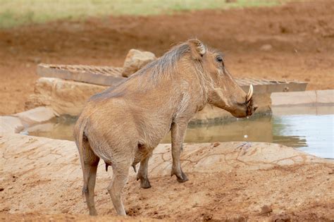Definitive Guide To Common Warthog Facts Habitat Conservation Status