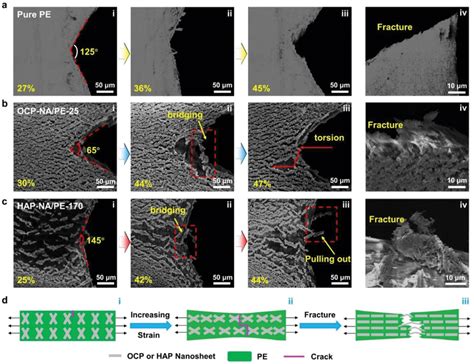 Crack Propagations And Surface Morphologies Of The Pure Pe And Download Scientific Diagram