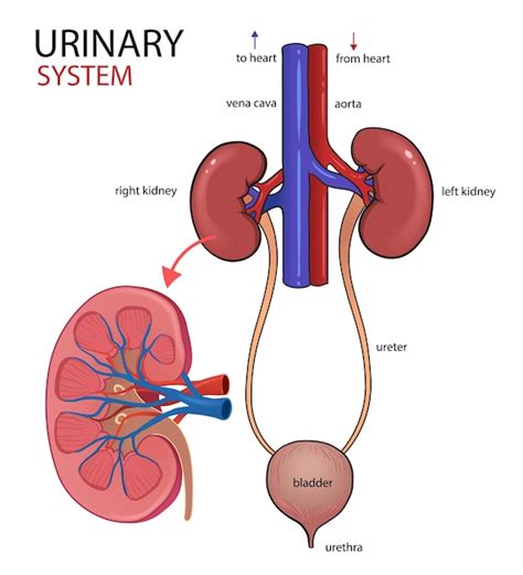Excretory System Organs And Functions