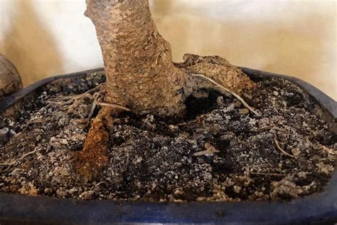 Why Is My Bonsai Turning White At Geri Hodge Blog