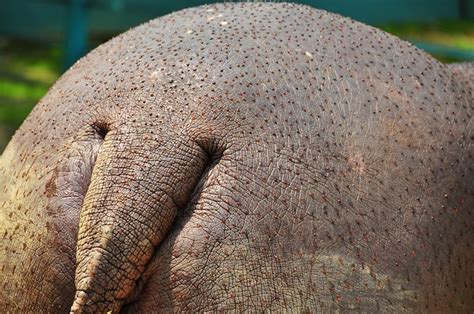 Yes Hippos Sweat Is Red But Its Not Blood Iflscience