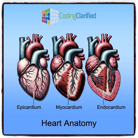 Codingclarified Medicalcoding Cpt Icd10 Anatomy Lori Jaramillo Cpc