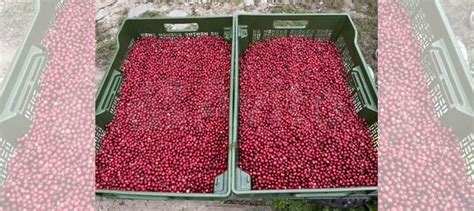 Брусника купить в Твери Товары для дома и дачи Авито