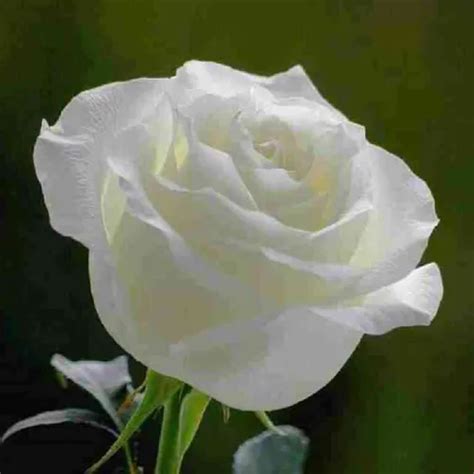 گل بی بو ولی قشنگ عکس ویسگون