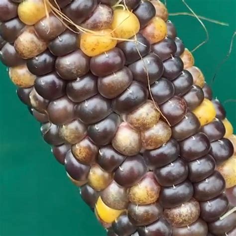 Rainbow Corn Edible Jungle Nursery