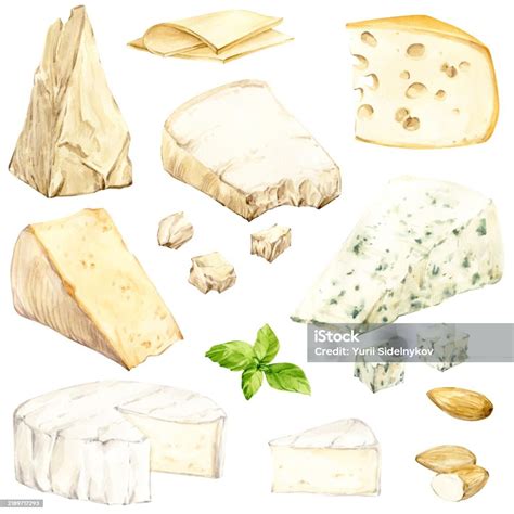 치즈의 큰 수채화 세트입니다 다양한 종류의 단단한 치즈와 부드러운 치즈를 조각으로 자릅니다 유제품 발효 제품 손으로 그린 그림 메뉴 레시피 라벨 포장 디자인에 적합합니다 0
