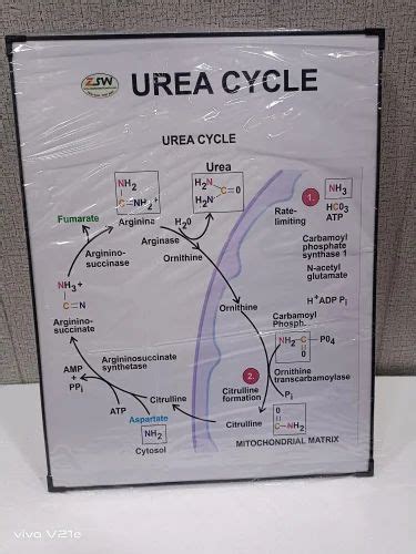Biochemistry Chart Urea Cycle At ₹ 1350piece Science Charts In