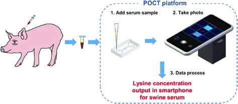 Flowchart Of The Smartphone Based Point Of Care Testing Poct Of