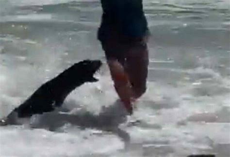 Foca Attacca Un Bambino E Una Donna In Sudafrica Il Video Shock