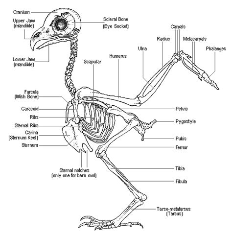 Owl Skeletal System The Owl Pages Owl Owl Skeleton Anatomy Reference