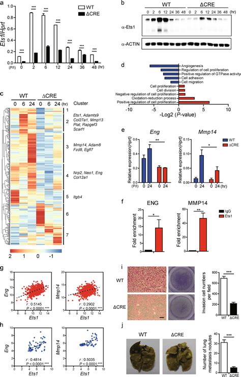 Deletion Of Cre Region Reduces Ets1 Expression And Tumor Download Scientific Diagram