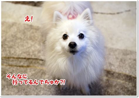 息子の面会 骨盤骨折入院中 くろわんこ日記