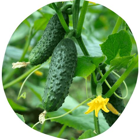 Halifax Seed Company How To Grow Cucumbers