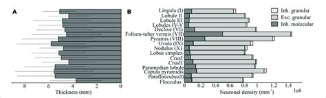 Neuron Density And Thickness In The Mouse Cerebellum Based On The Blue Download Scientific