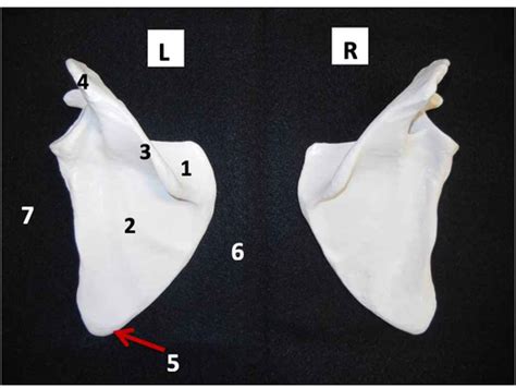 Lab 2 Appendicular Skeleton Part 1 Flashcards Quizlet