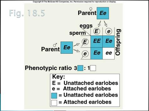 PPT Monohybrid Crosses PowerPoint Presentation Free Download ID 2521287