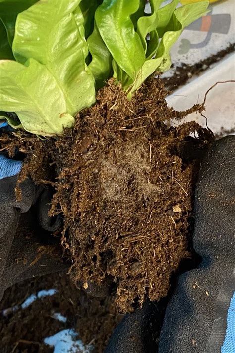 Why You Need To Check Your Houseplants For Root Mesh What To Do About It