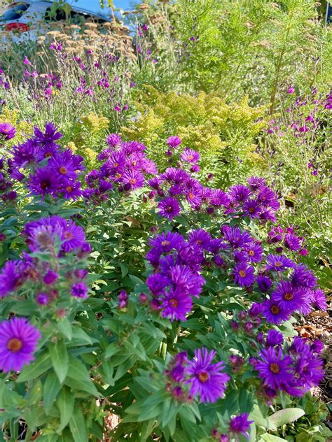 Complete Guide To Growing Native Asters In North America Tips For A Flourishing Garden — Wild