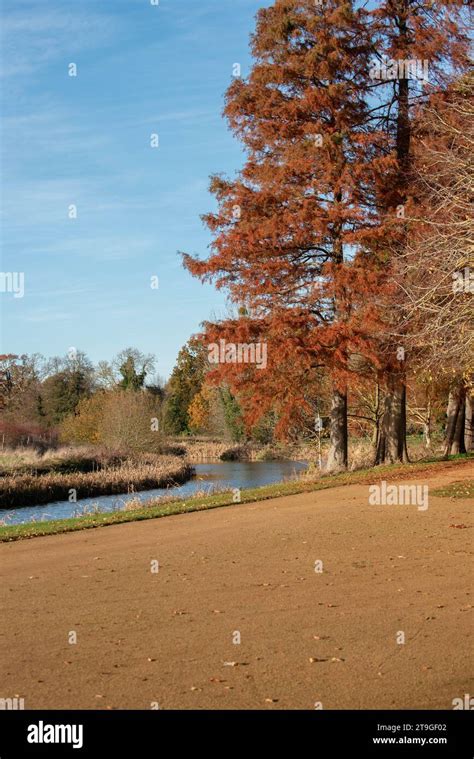 Autumn Trees In Colour Stock Photo Alamy