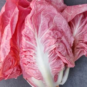 Radicchio - Etsy