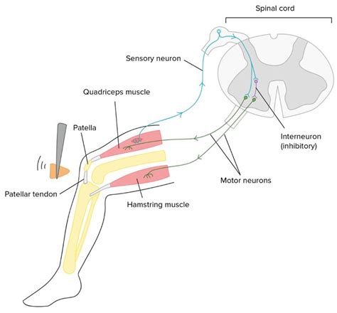 Neuron Diagram Cell Diagram Draw Diagram Body Diagram Khan Academy Neuron Structure And