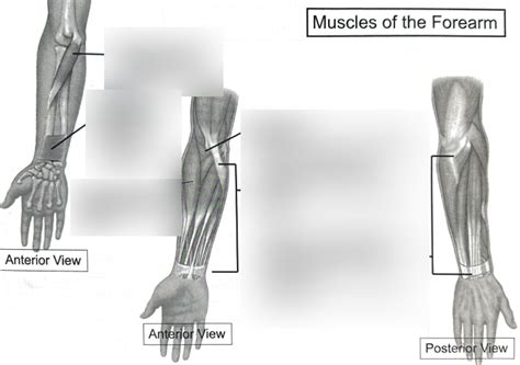 Muscles Of The Forearm Diagram Quizlet