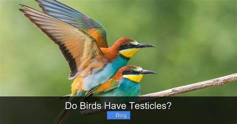 Do Birds Have Testicles Birds Corner