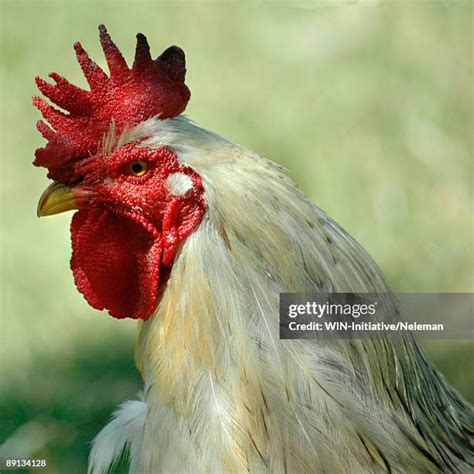 Close Up Cocks Photos Et Images De Collection Getty Images