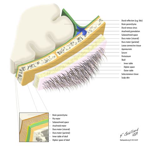 Radiopaedia Drawing Layers Of The Scalp And Meninges English Labels AnatomyTOOL