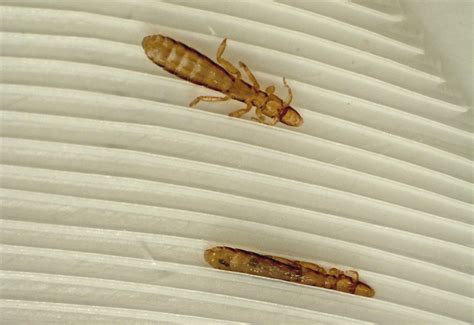 Sex Lice And Videotape Theu