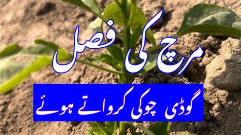 ہائبریڈ مرچ کو گوڈی کرتے ہوئے Youtube