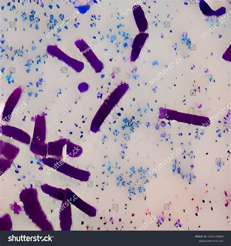 3d 박테리아 유산균입니다 소장의 정상 플로라 스톡 일러스트 2191139669 Shutterstock