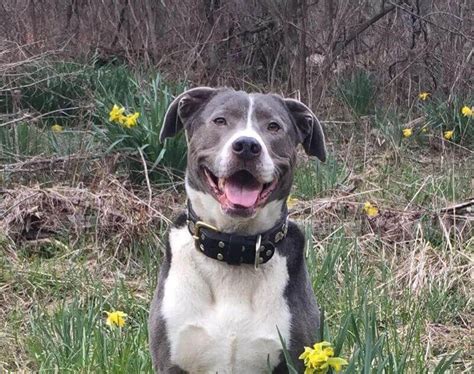 Mountain Cur Dog Breed Temperament Lifespan And Facts