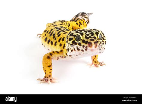 Leopard Gecko Hi Res Stock Photography And Images Alamy