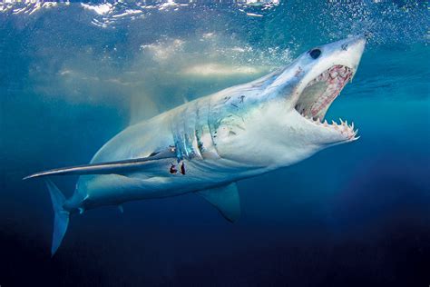 Shortfin Mako Shark Size