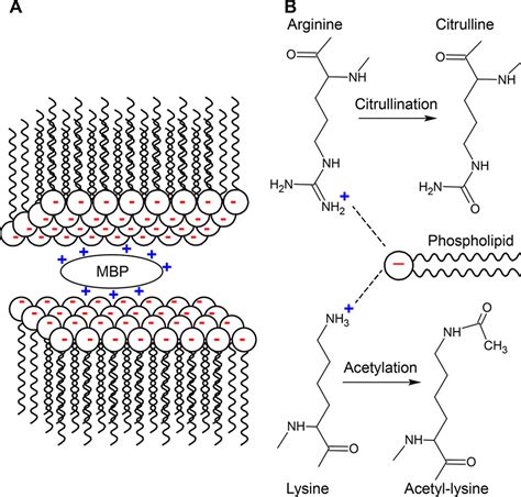 Arginine Acetylation