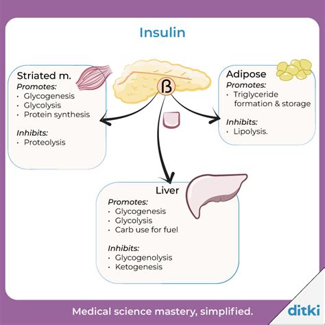 Physiology Glossary Insulin Glucagon And Glucose Homeostasis In 2025