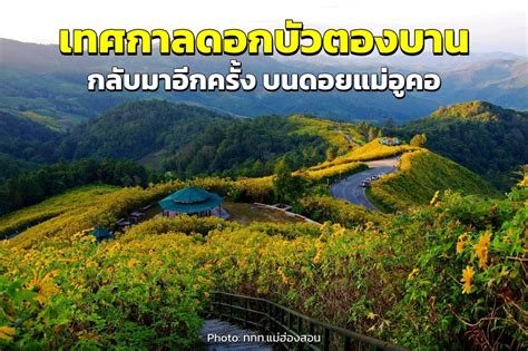 ชวนเที่ยว “เทศกาลดอกบัวตองบาน” บนดอยแม่อูคอ 2565