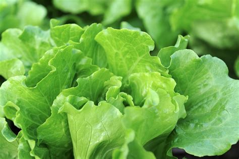 Lettuce Know About Its Nutrition Facts And Health Benefits