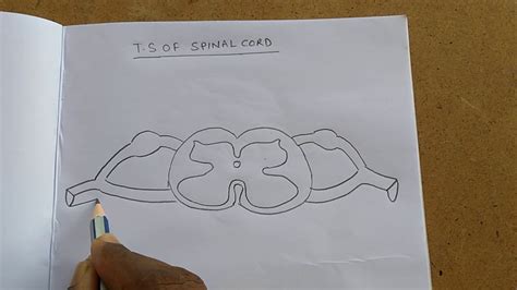 How To Draw T S Of Spinal Cord Peripheral YouTube