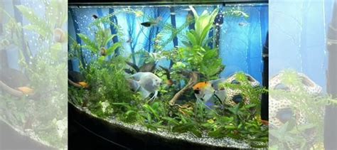 Аквариум панорамный 100 литров купить в Санкт-Петербурге | Животные и ...