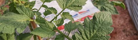高磷水溶肥的作用是什么 哔哩哔哩